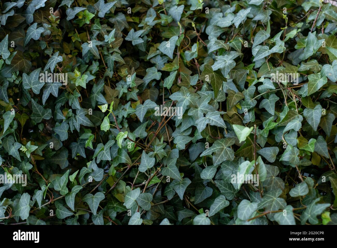Common ivy or Hedera helix is a clinging and climbing evergreen vine ...