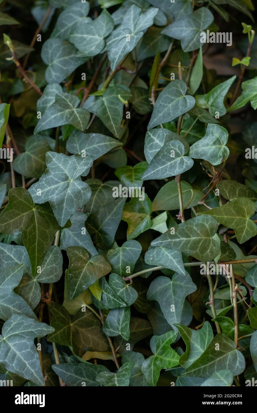 Common ivy or Hedera helix is a clinging and climbing evergreen vine ...