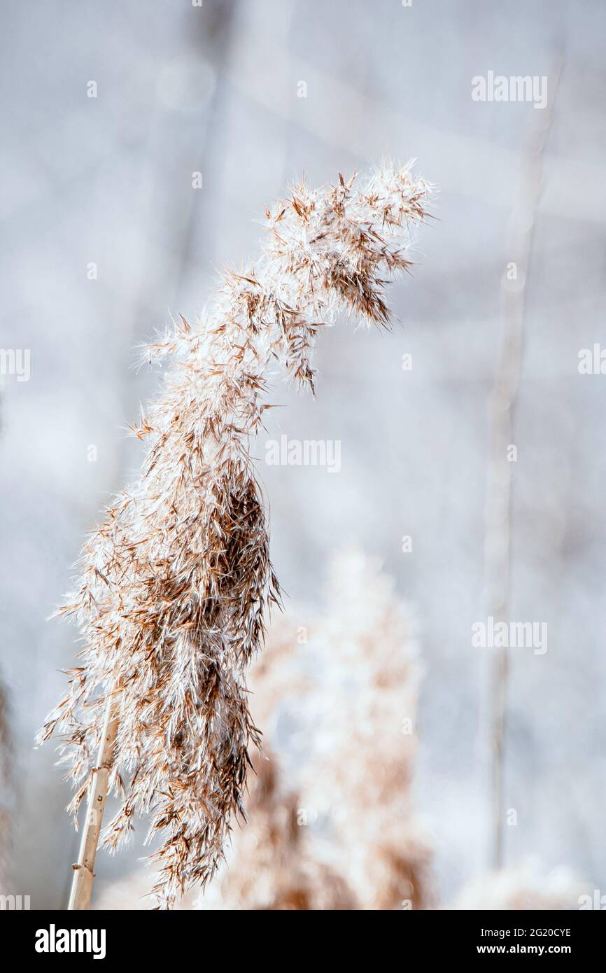 Plant of dry grassland hi-res stock photography and images - Alamy
