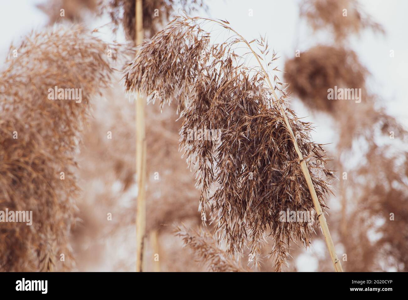 Neutral flower colors hi-res stock photography and images - Alamy