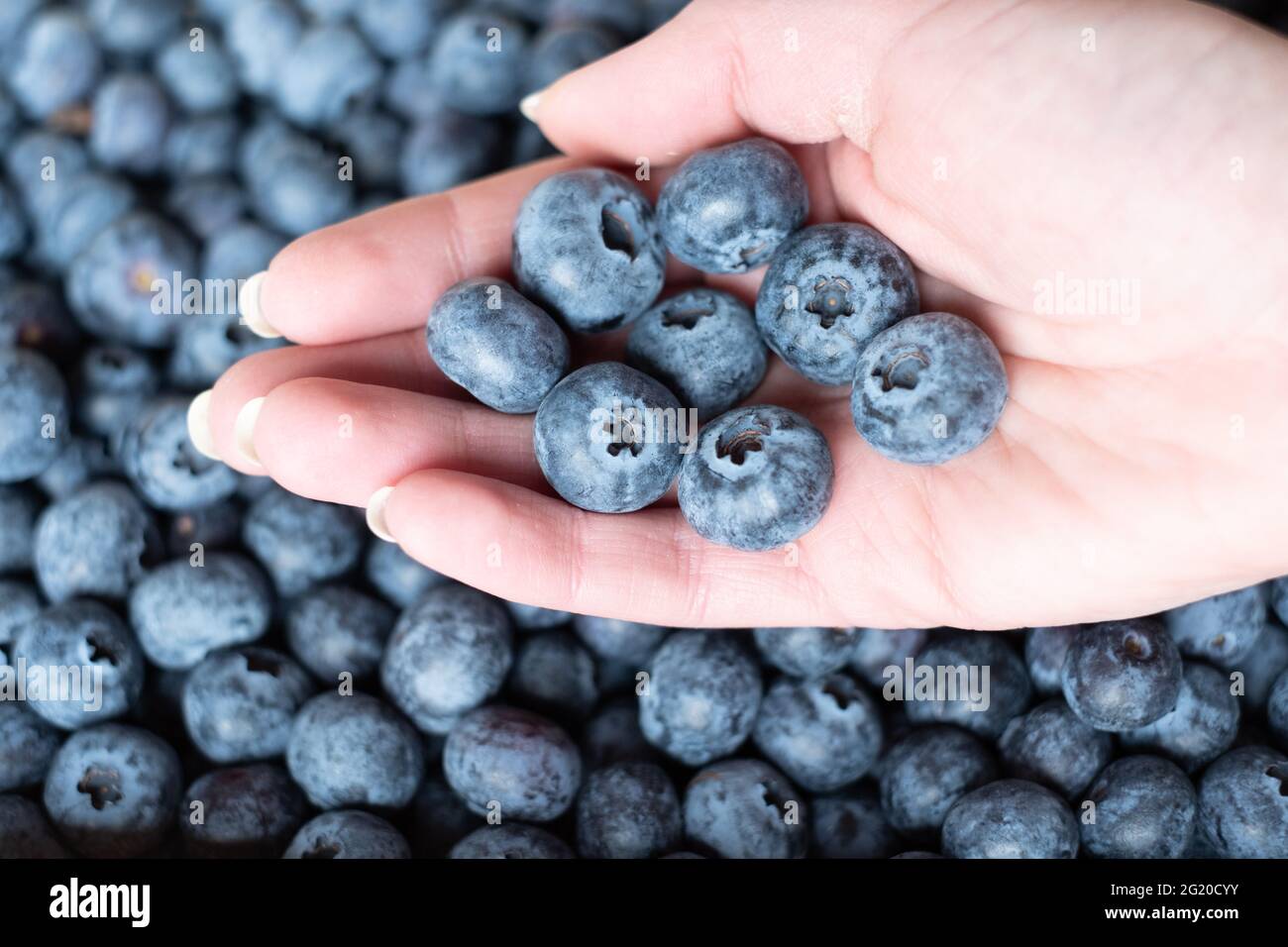 Large cultivated blueberries Stock Photo - Alamy