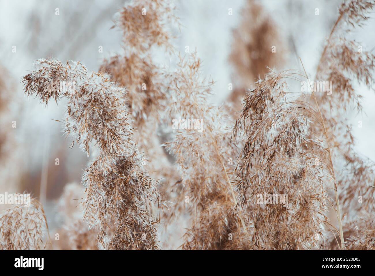 Grass and reed hi-res stock photography and images - Alamy