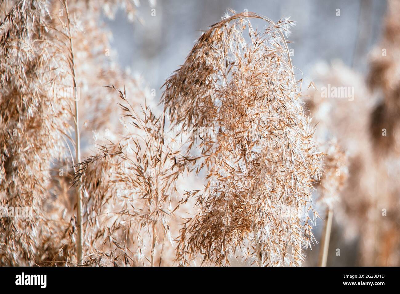 Dry reeds close up. Pampas grass on a light background. Trendy soft ...