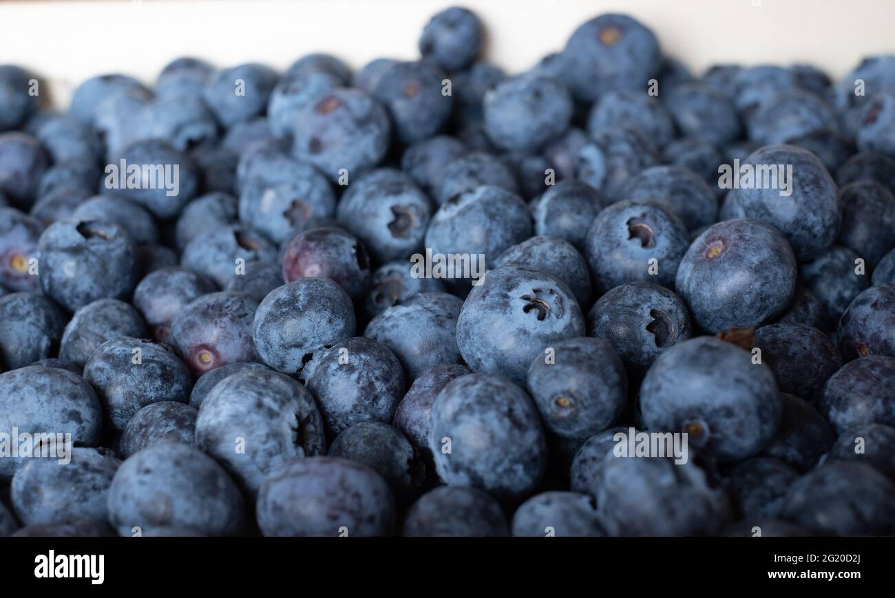 Large cultivated blueberries Stock Photo - Alamy
