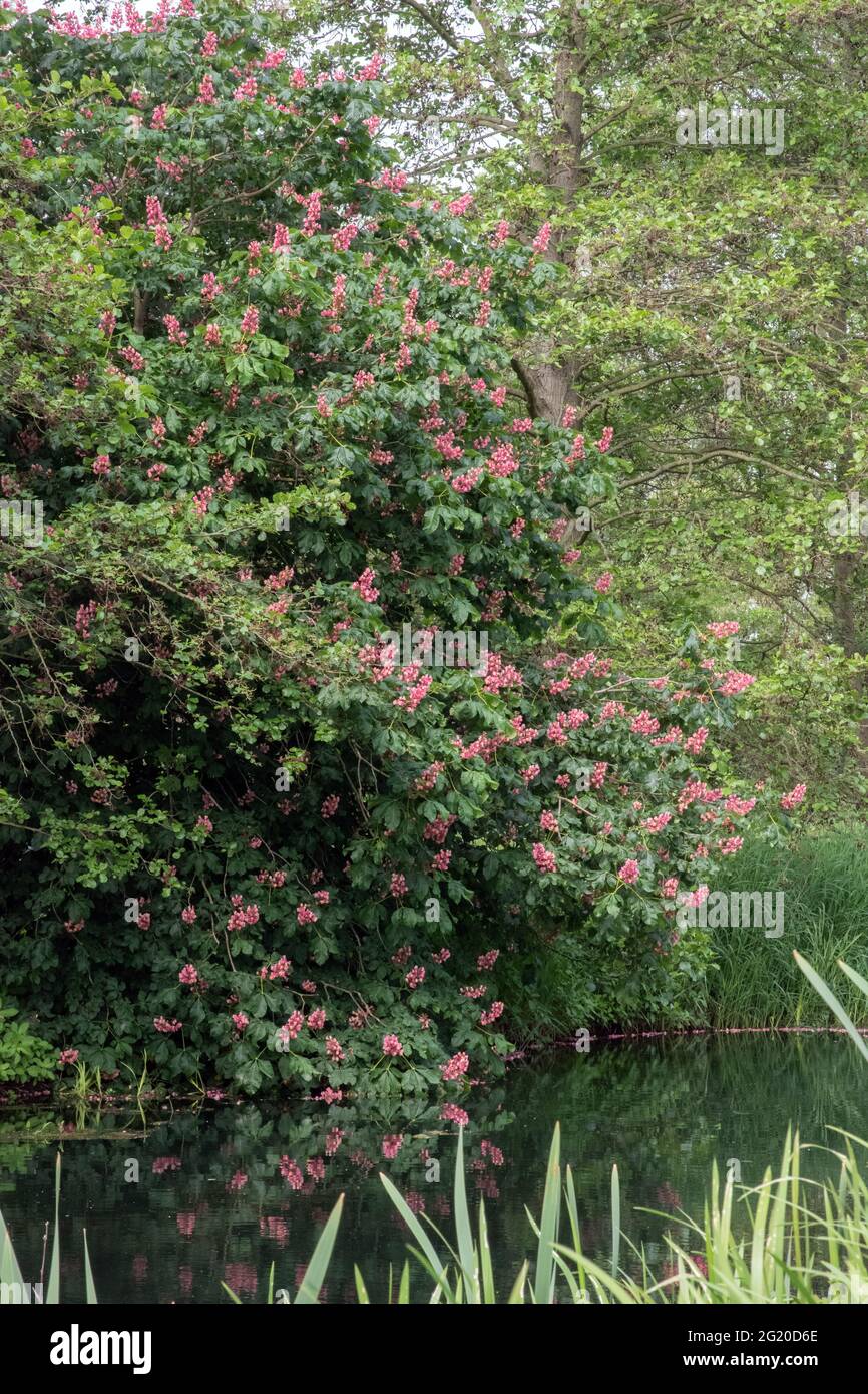Pink chestnut tree hi-res stock photography and images - Alamy