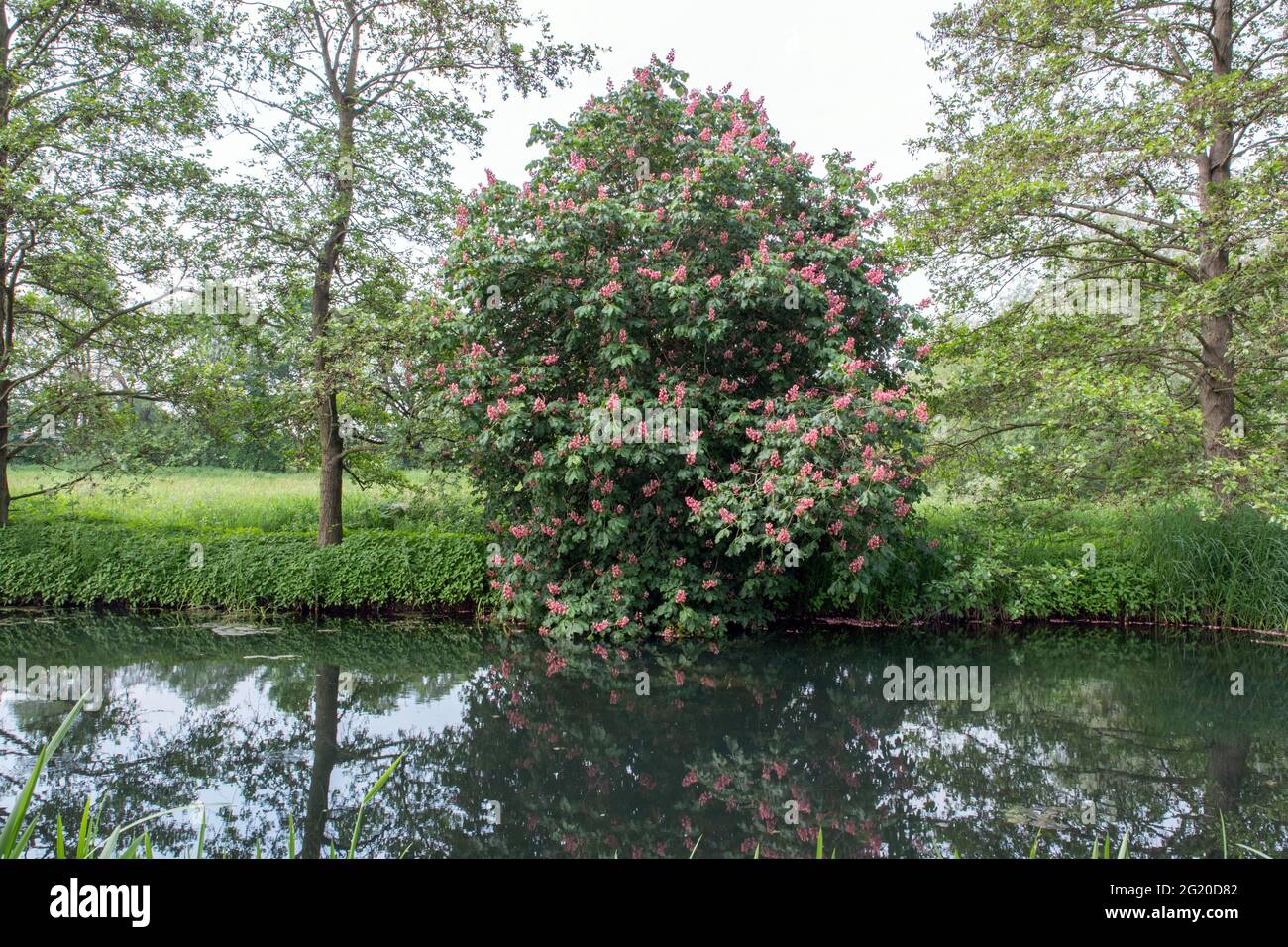 Red chestnut tree hi-res stock photography and images - Alamy