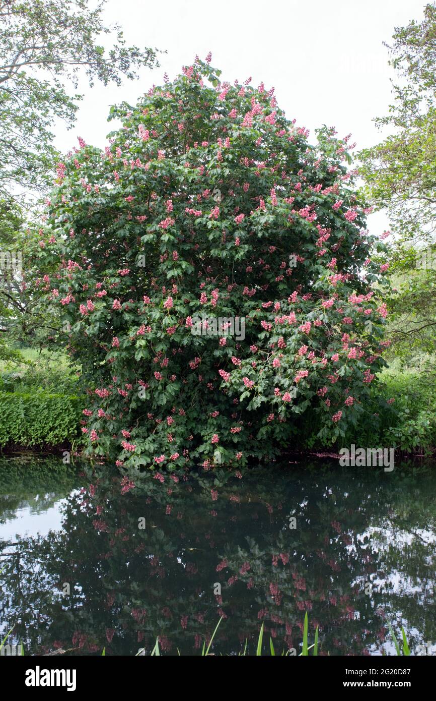 Red horse chestnut tree aesculus hi-res stock photography and images ...