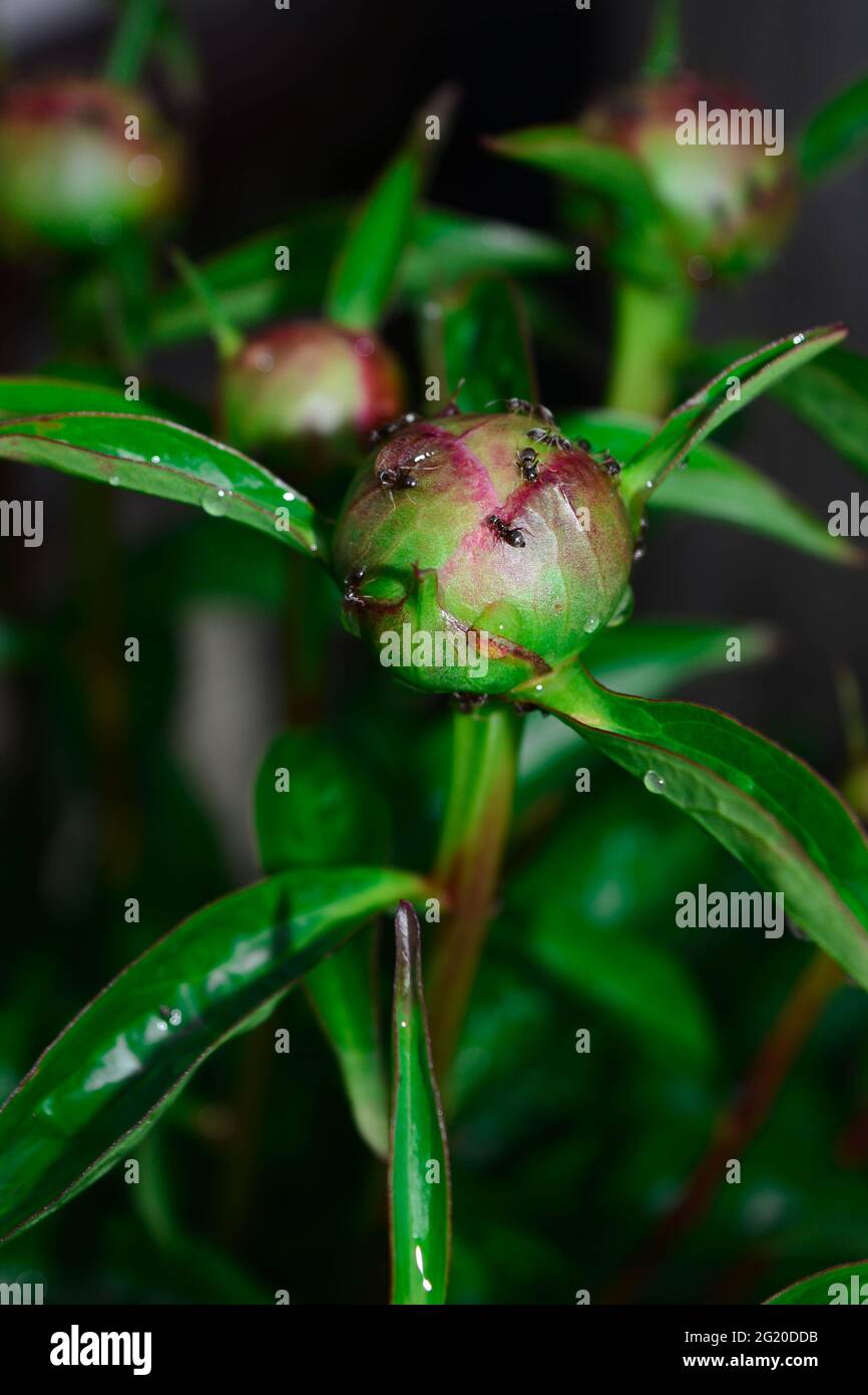 Peony bud leaves insects hi-res stock photography and images - Alamy