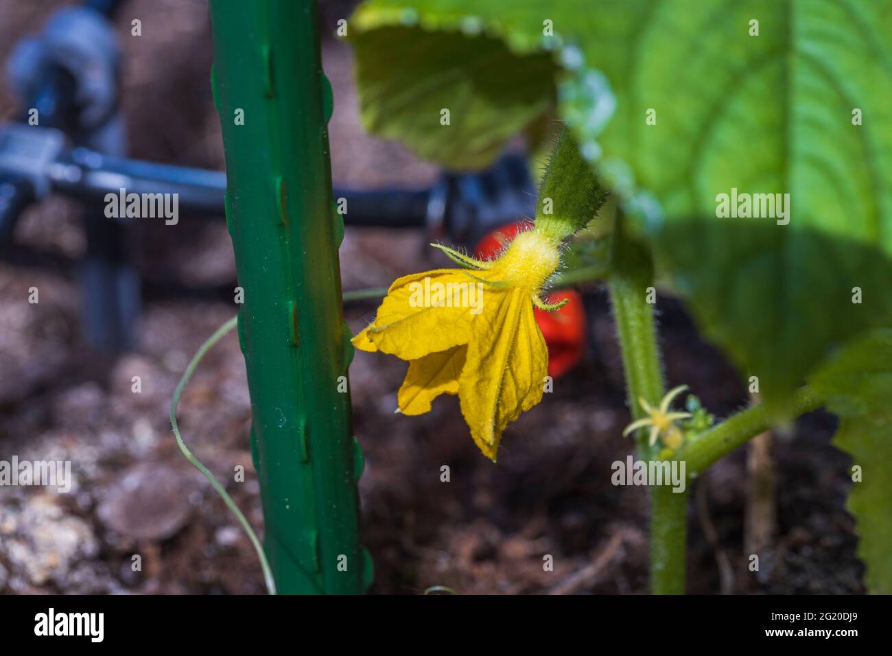 Close up view of flowering cucumbers. Healthy eating concept. Beautiful ...