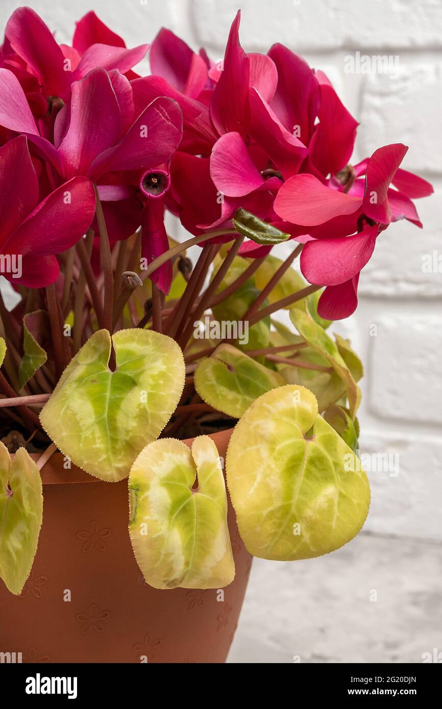 Yellow leaves on a cyclamen plant, close up. Mistake people make with ...