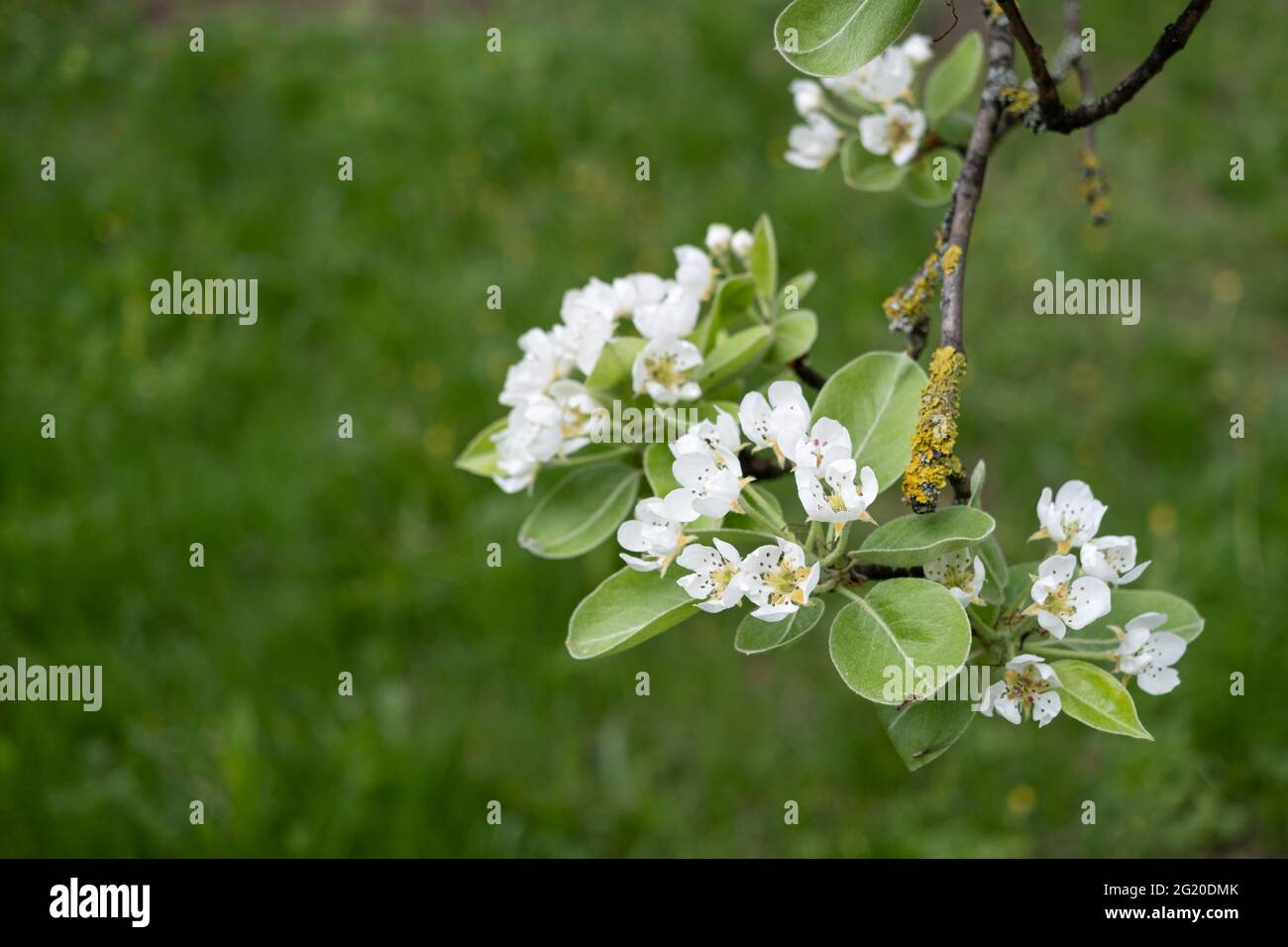 Fruit garden in spring hi-res stock photography and images - Alamy