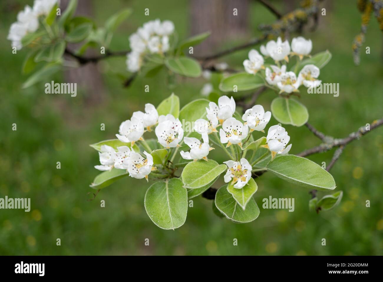 Wallpaper spring hi-res stock photography and images - Alamy
