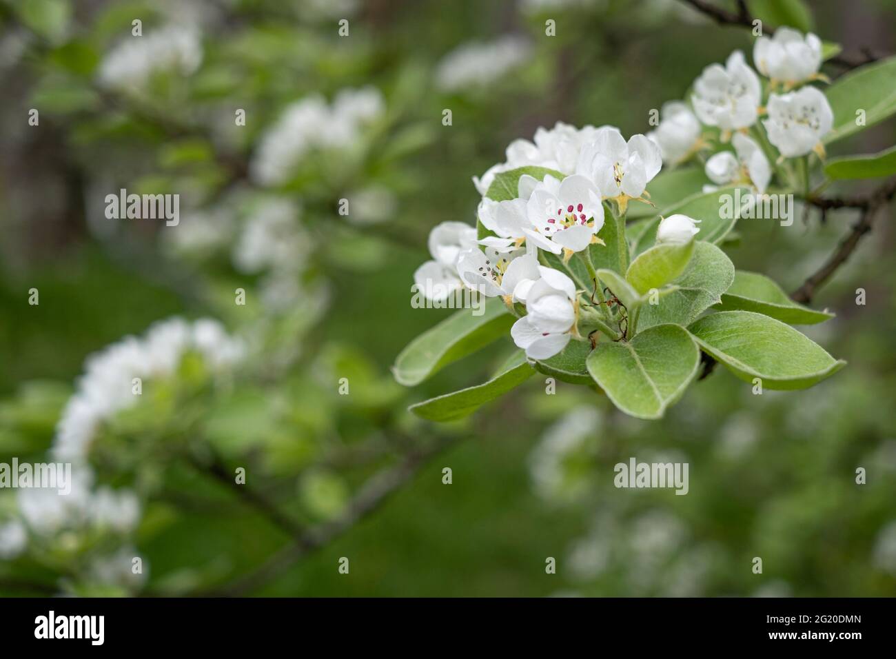 Spring in garden hi-res stock photography and images - Alamy