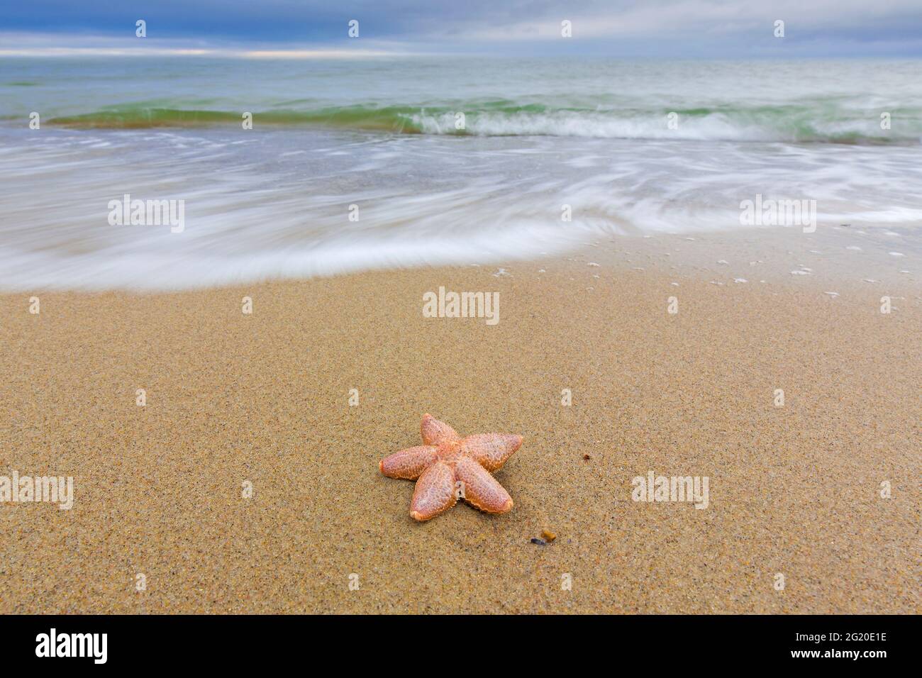 Dead common starfish / common sea star / sugar starfish (Asterias ...