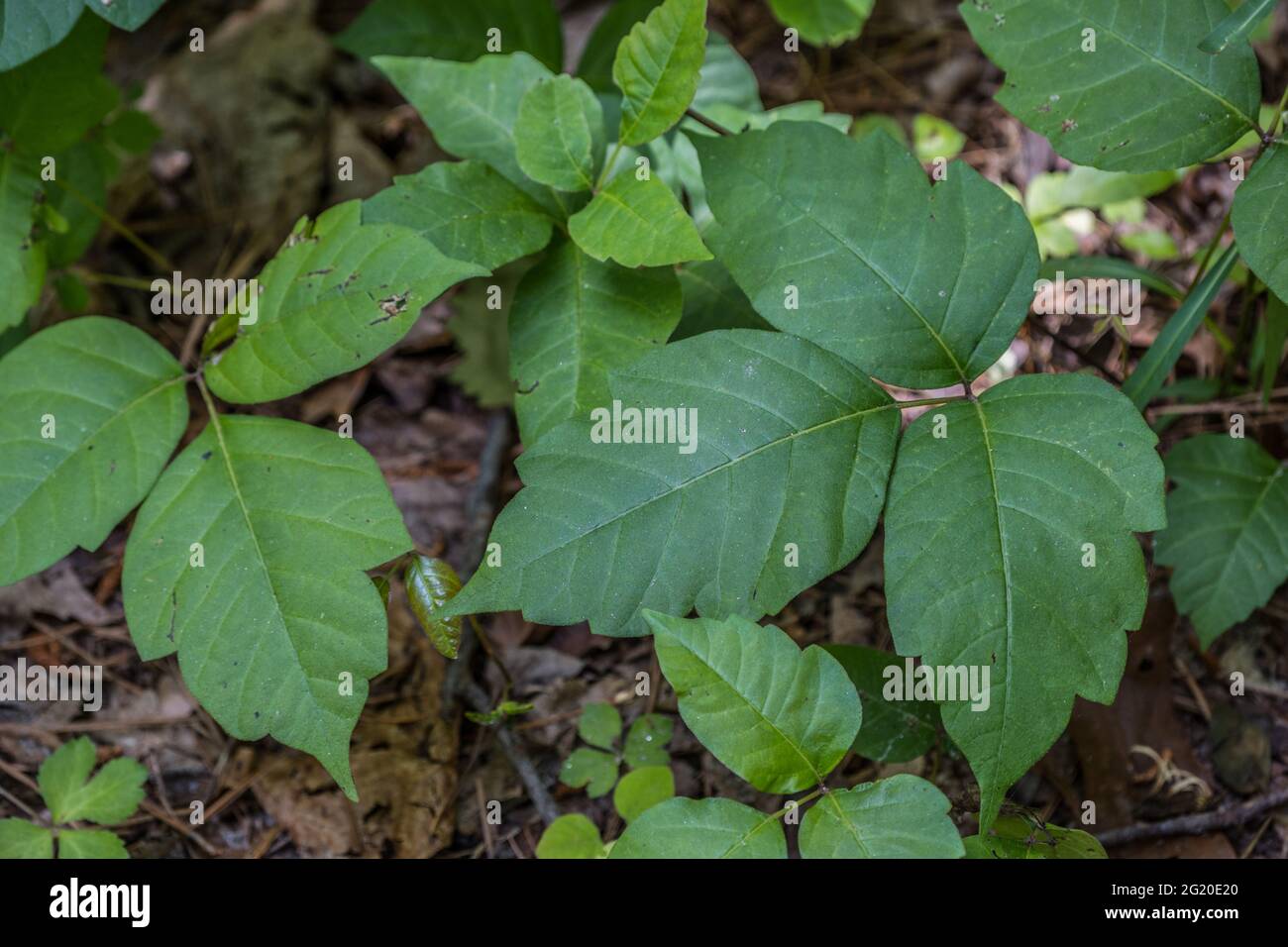 A cluster of fresh poison ivy growing on the forest floor along the ...