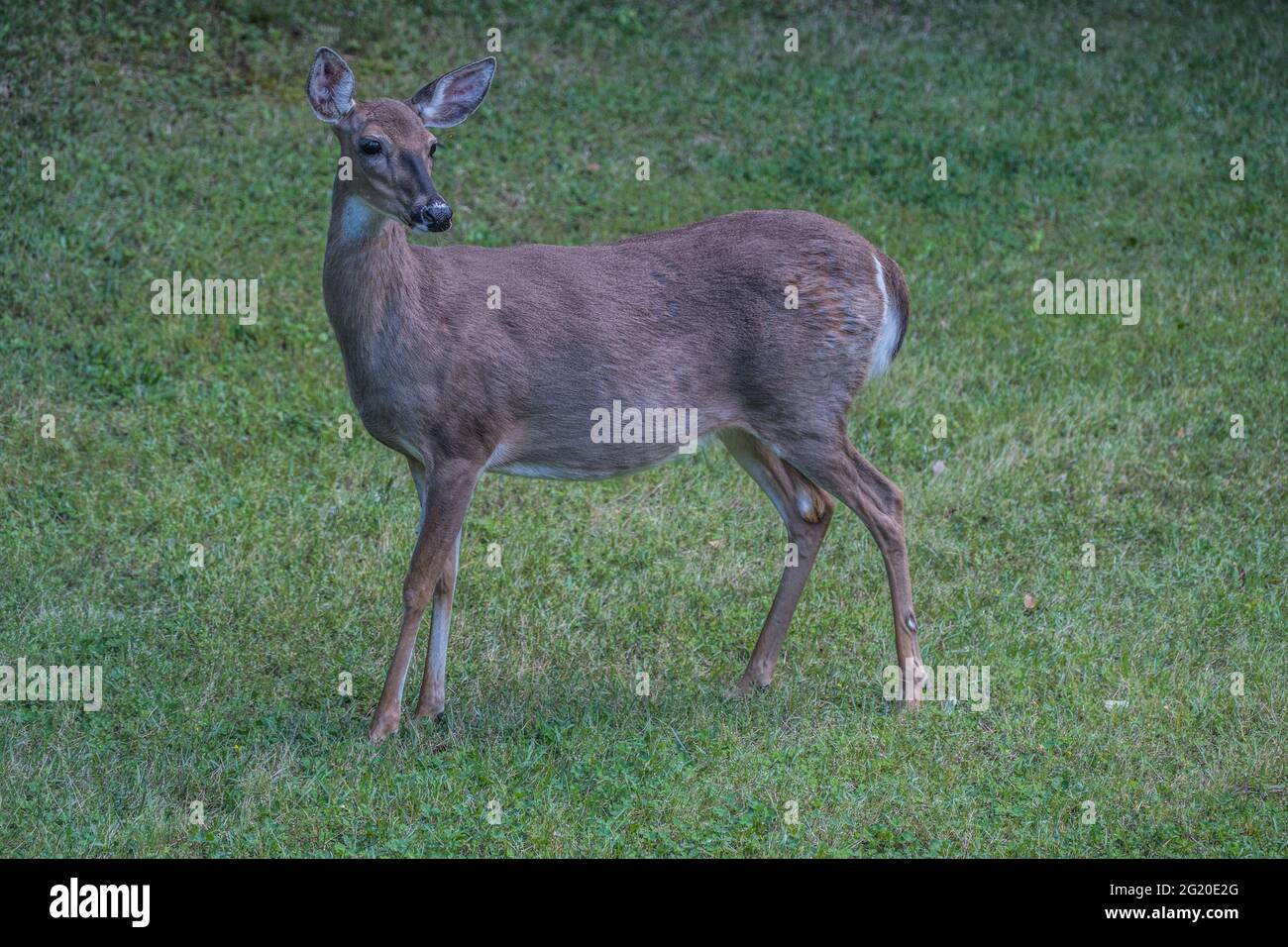 A pregnant doe standing still watching in the backyard in late ...