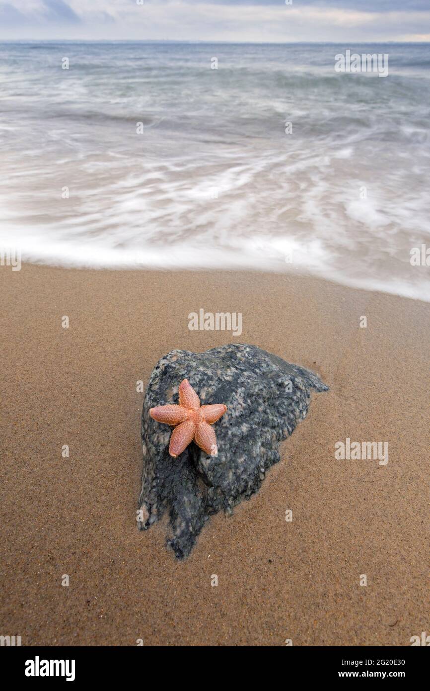 The starfish hi-res stock photography and images - Alamy