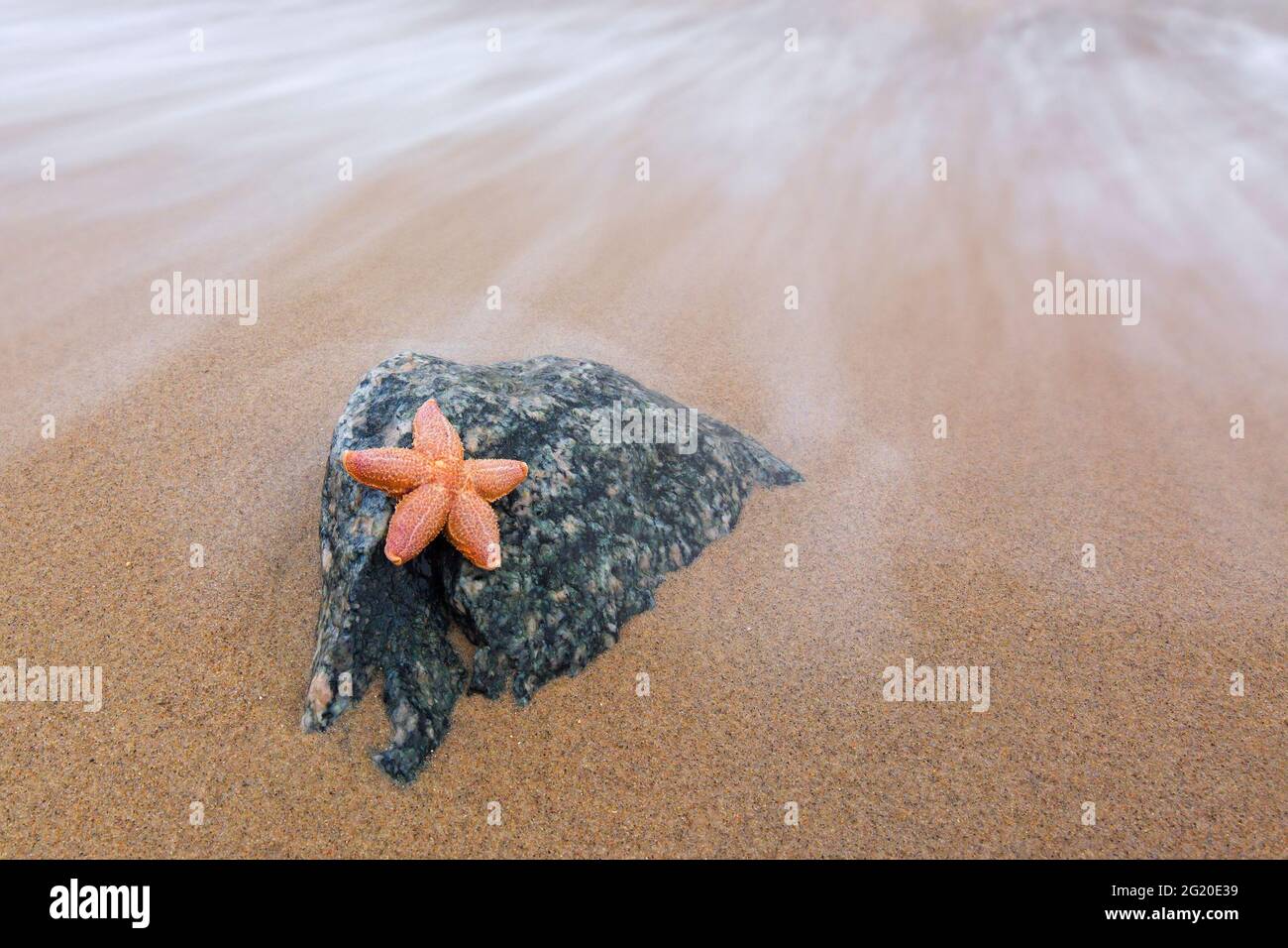 Dead common starfish / common sea star / sugar starfish (Asterias ...