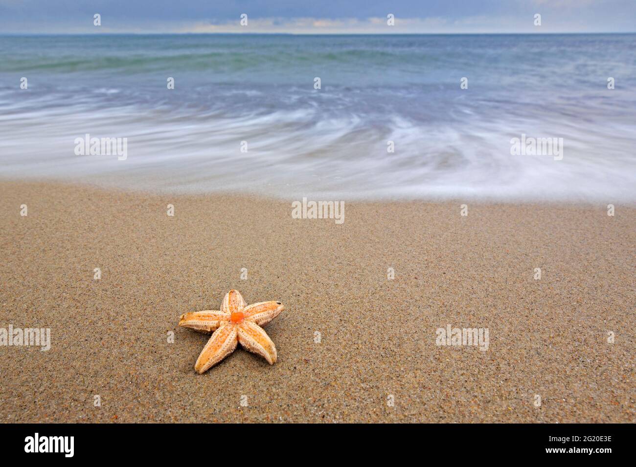 Dead common starfish / common sea star / sugar starfish (Asterias ...