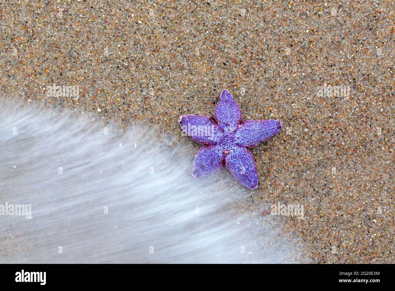 Dead purple common starfish / violet common sea star / sugar starfish ...