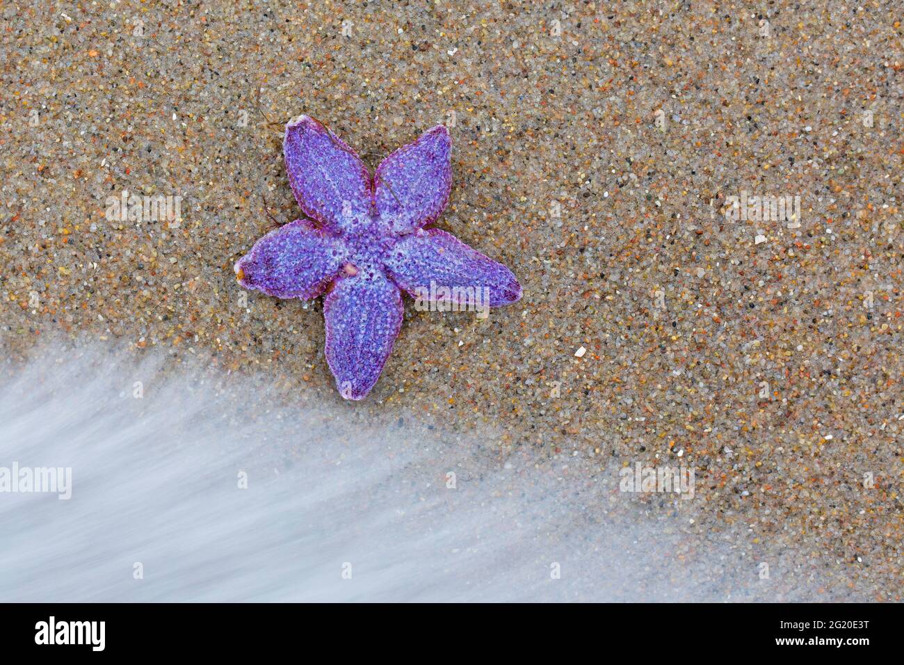 Purple sugar hi-res stock photography and images - Alamy