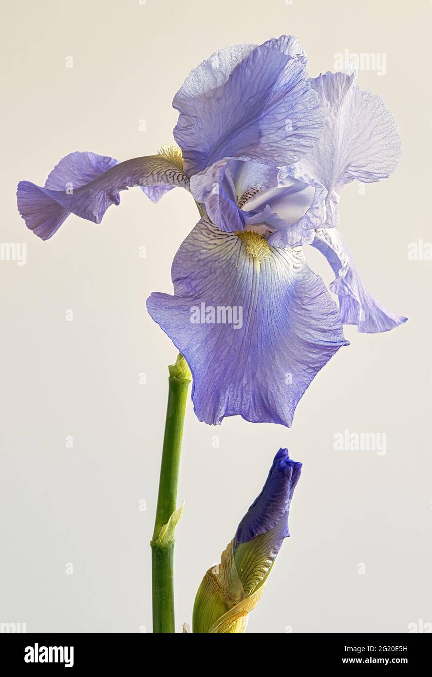 Sweet iris hi-res stock photography and images - Alamy