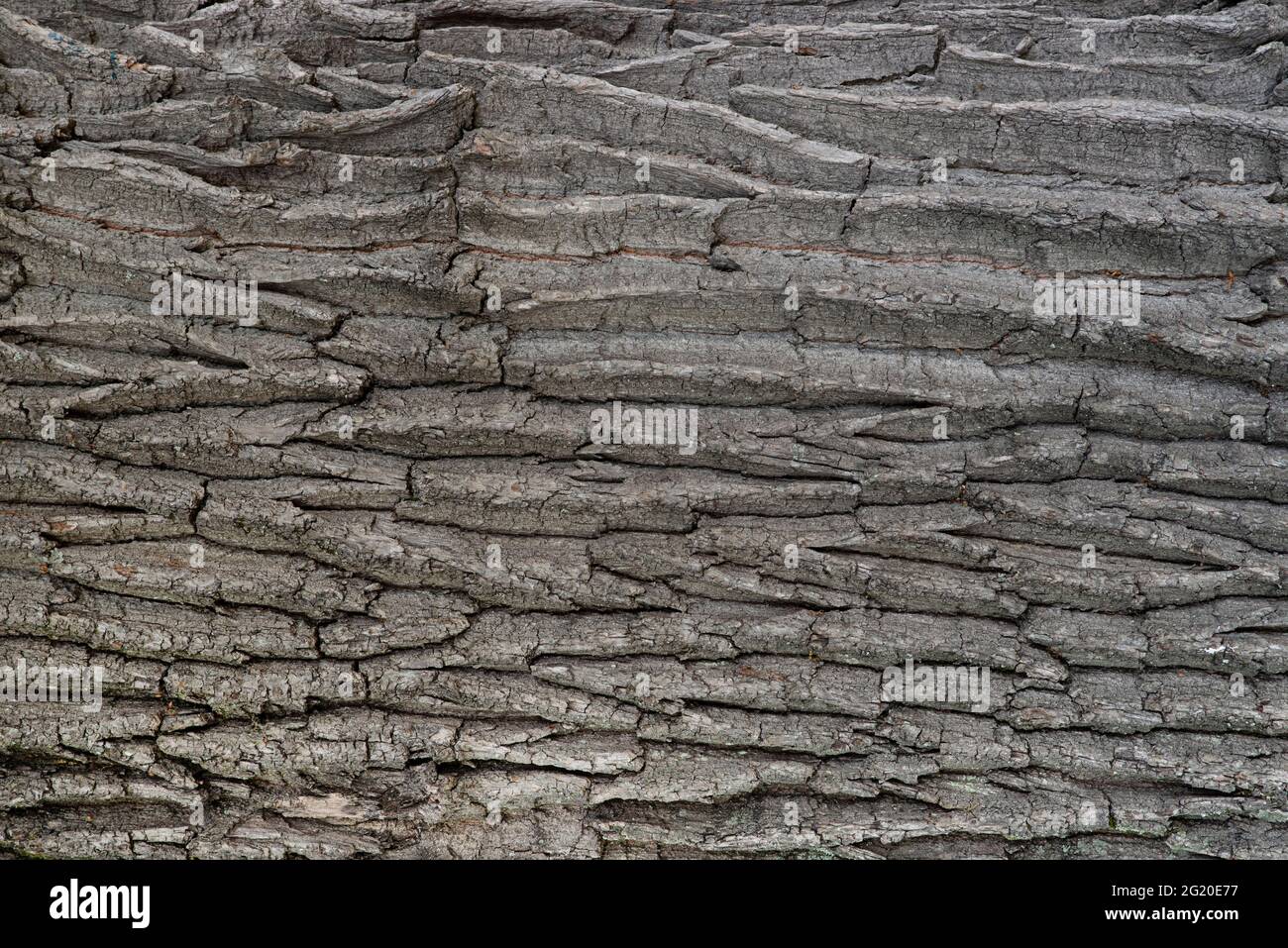 Tree wood bark textured hi-res stock photography and images - Alamy