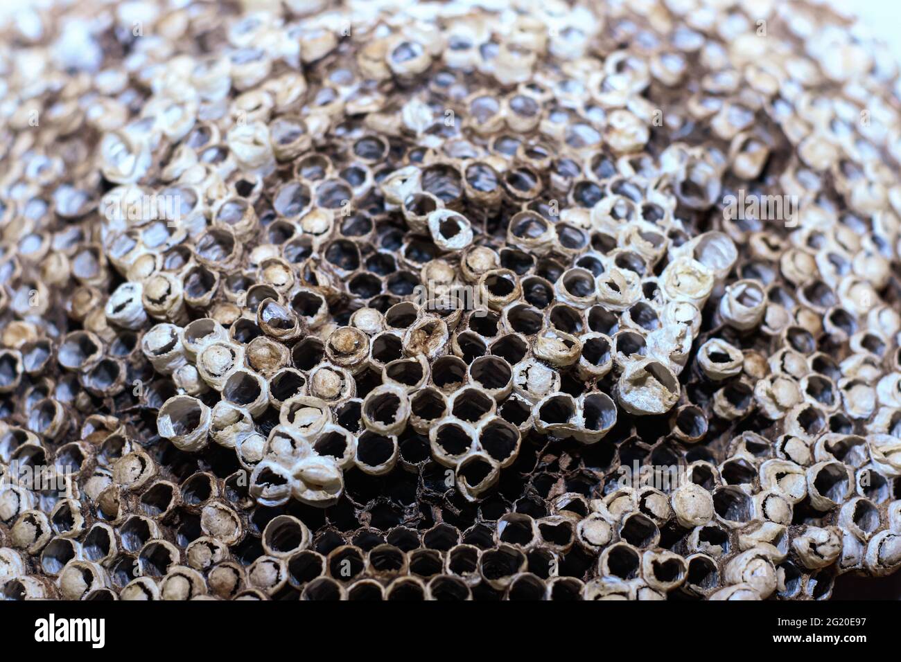 Empty honeycomb Wild honeycomb, old, abandoned, and broken. Man, time ...