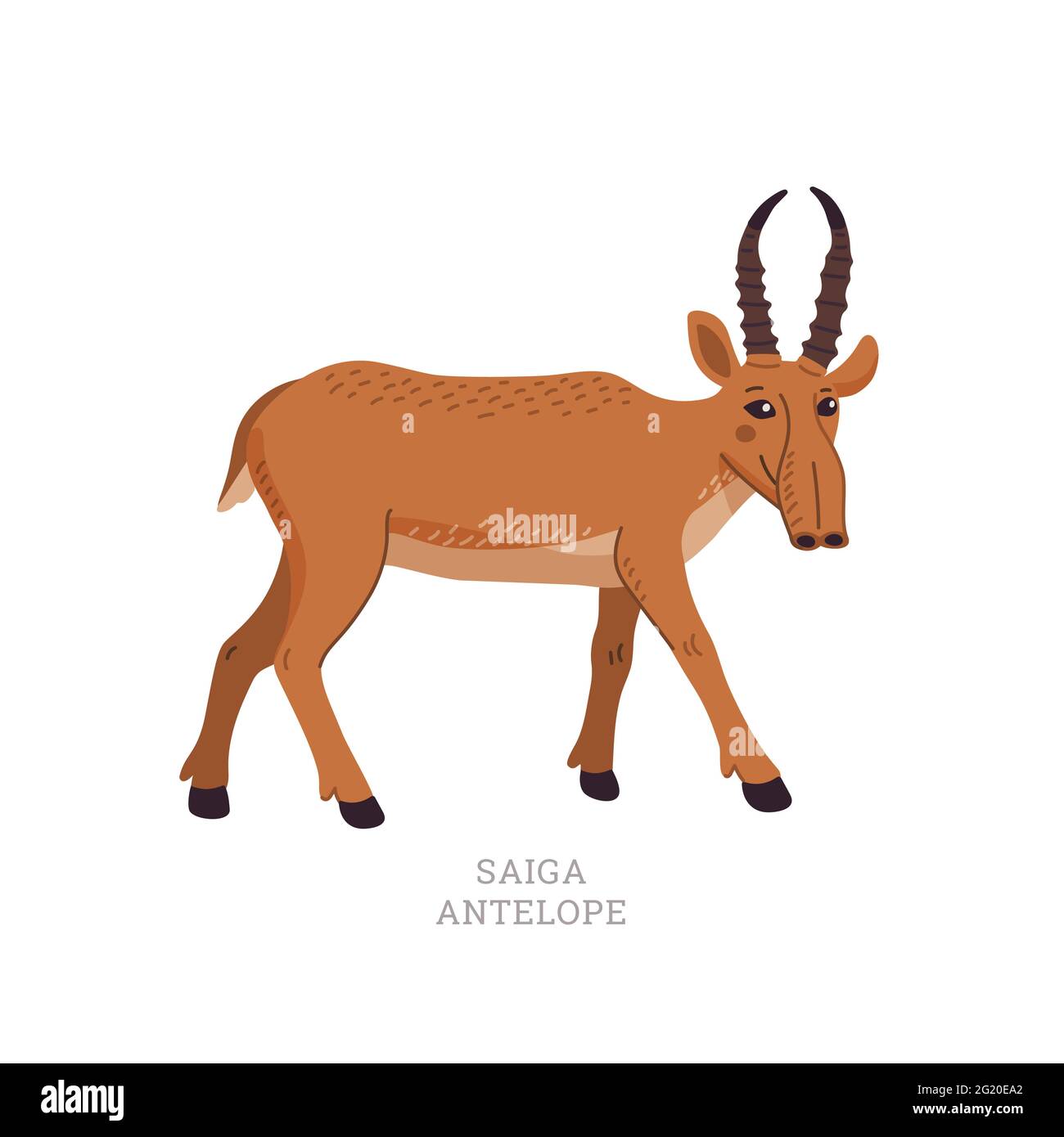 Rare animal collection. Saiga antelope. Saiga tatarica, endangered ...