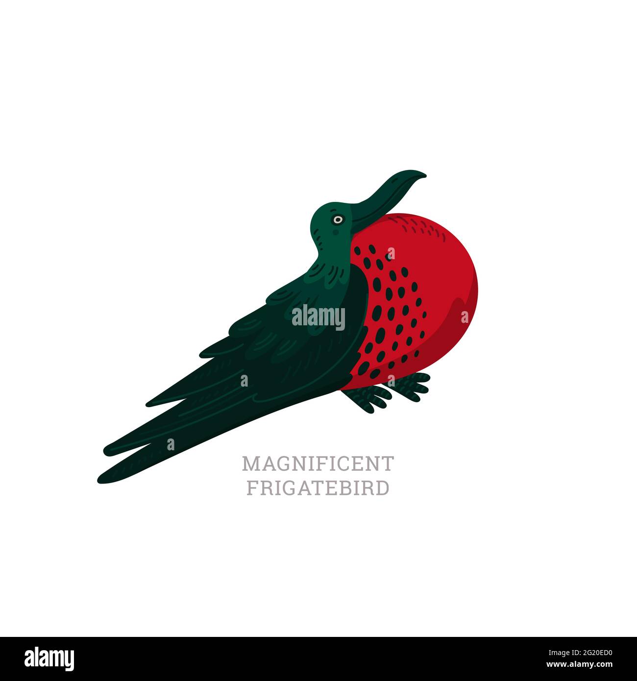 Male frigate birds Stock Vector Images - Alamy