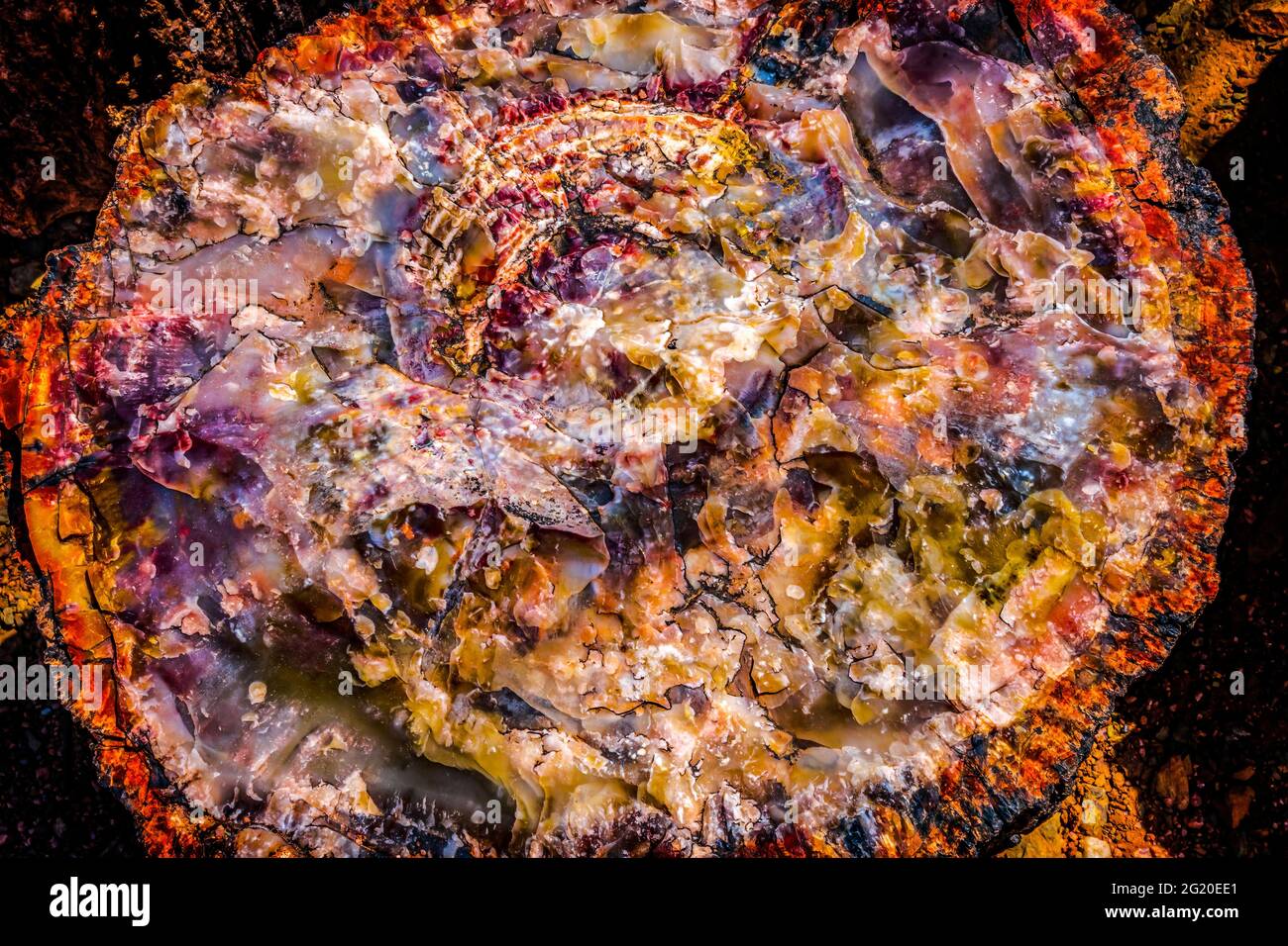 Red Blue Orange Petrified Wood Log Abstract Vistor Center Petrified ...