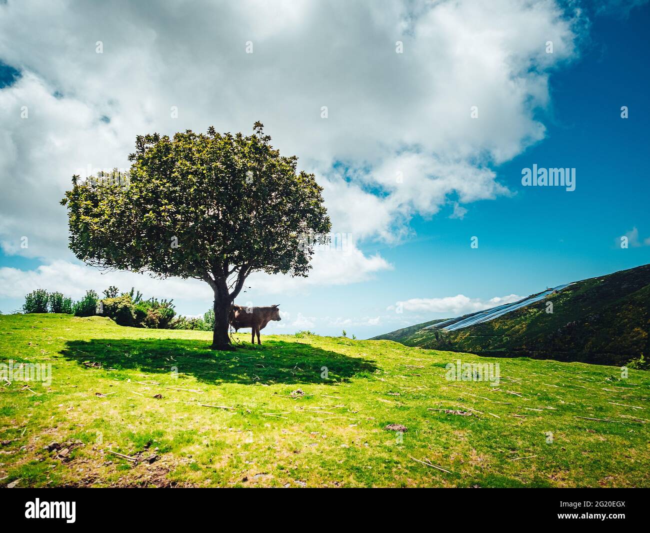 Standing under cow hi-res stock photography and images - Alamy