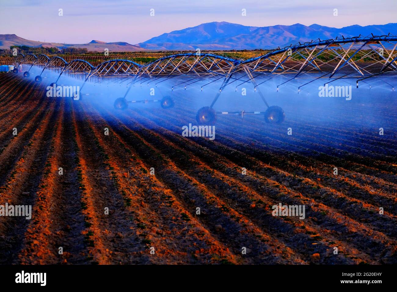 Farming sprinklers waterlines in field for irrigation and watering of ...