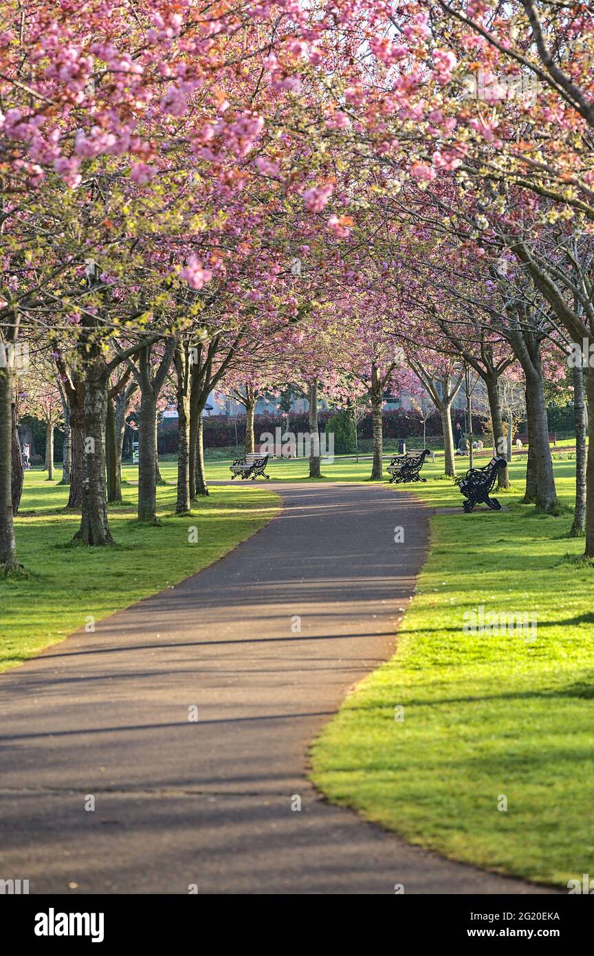 Spring view of blooming pink cherry (Prunus Shogetsu Oku Miyako) trees ...