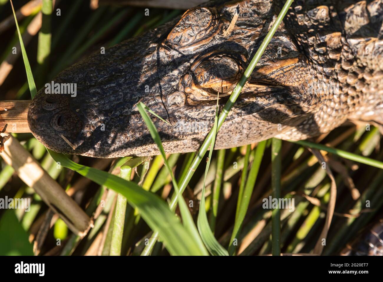 A juvenile alligator works through the foliage on the way to the water ...