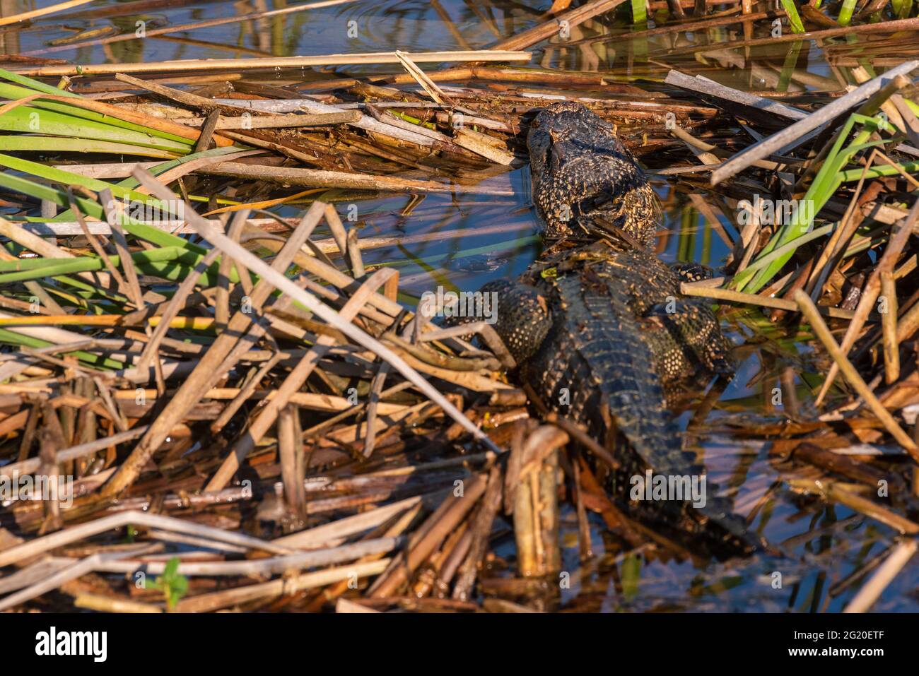 A juvenile alligator works through the foliage on the way to the water ...