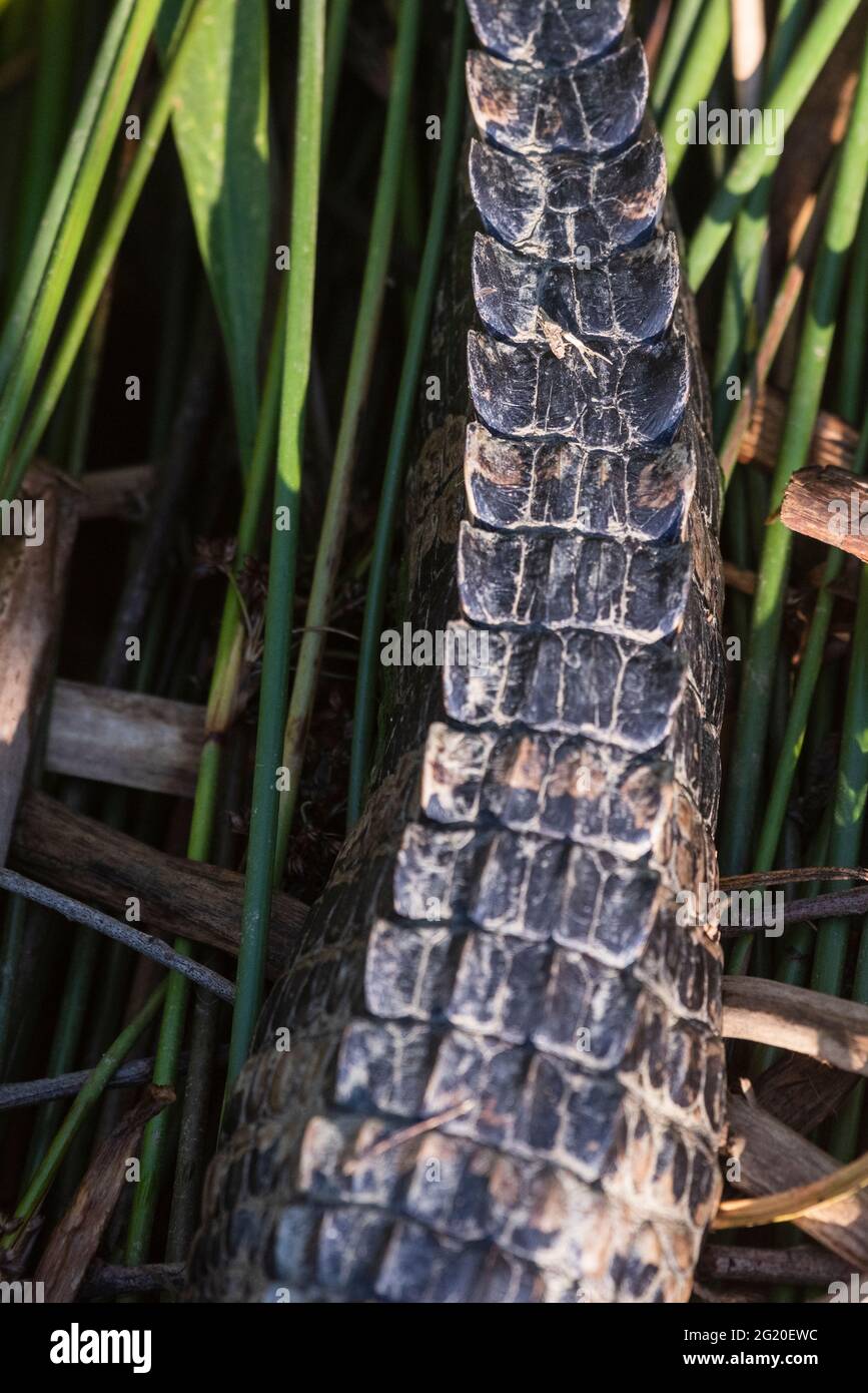 Closeup on the tail of a juvenile alligator moving through the foliage ...