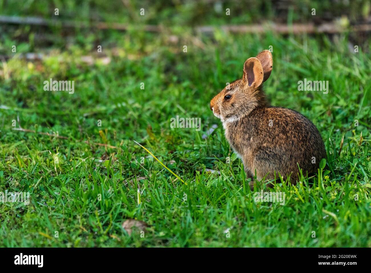 Cautious animals hi-res stock photography and images - Alamy