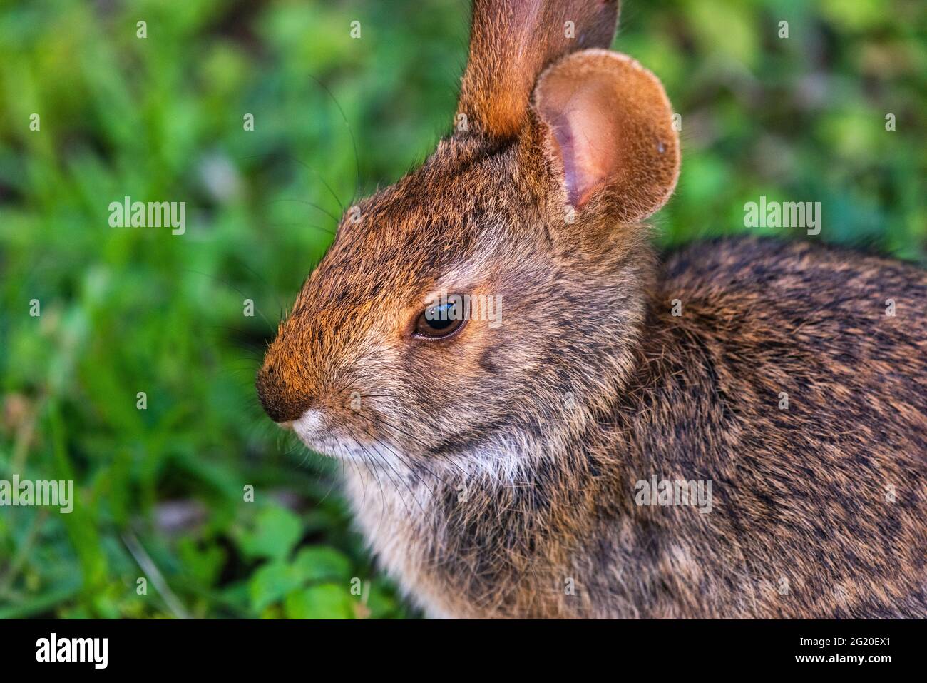 Cautious animals hi-res stock photography and images - Alamy