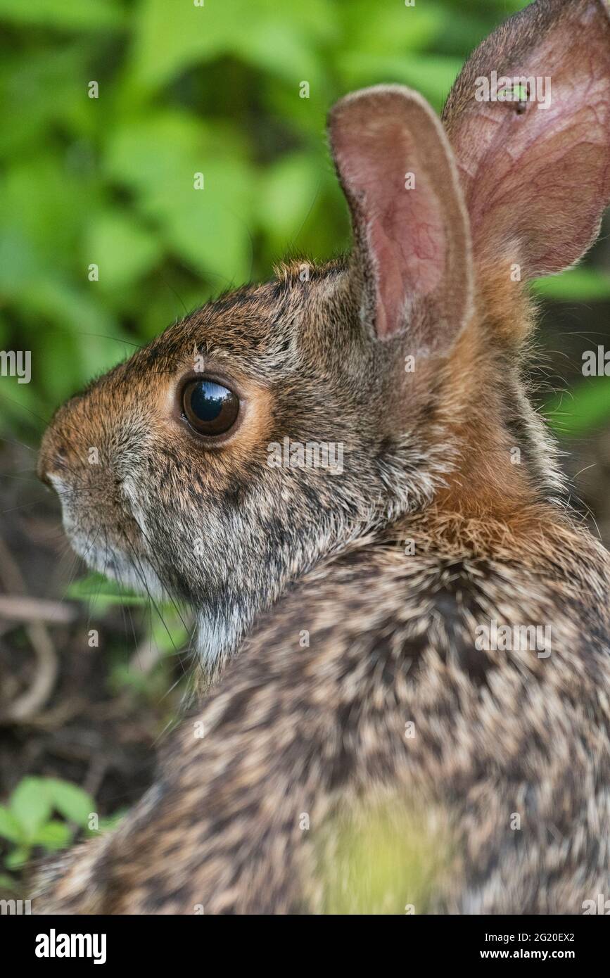 Cautious animals hi-res stock photography and images - Alamy