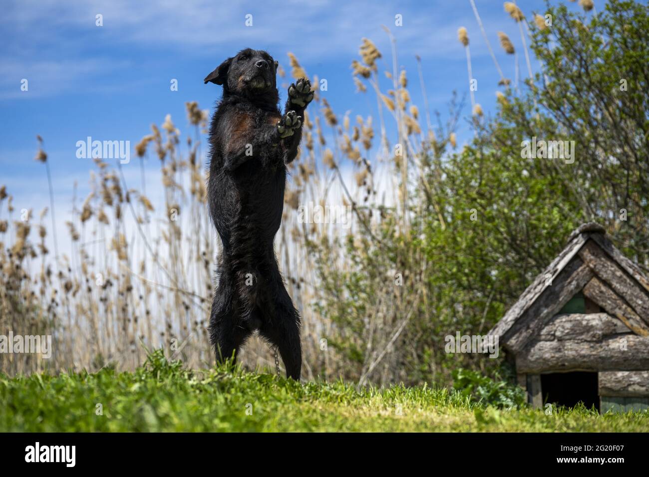 Black hunting dog hi-res stock photography and images - Alamy