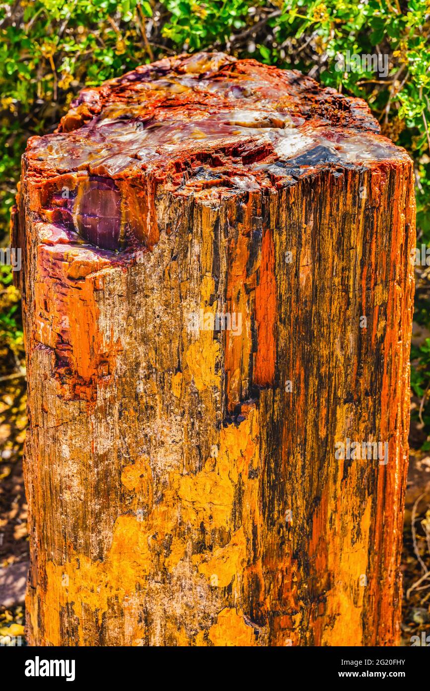 Red Blue Orange Petrified Wood Log Vistor Center Petrified Forest ...