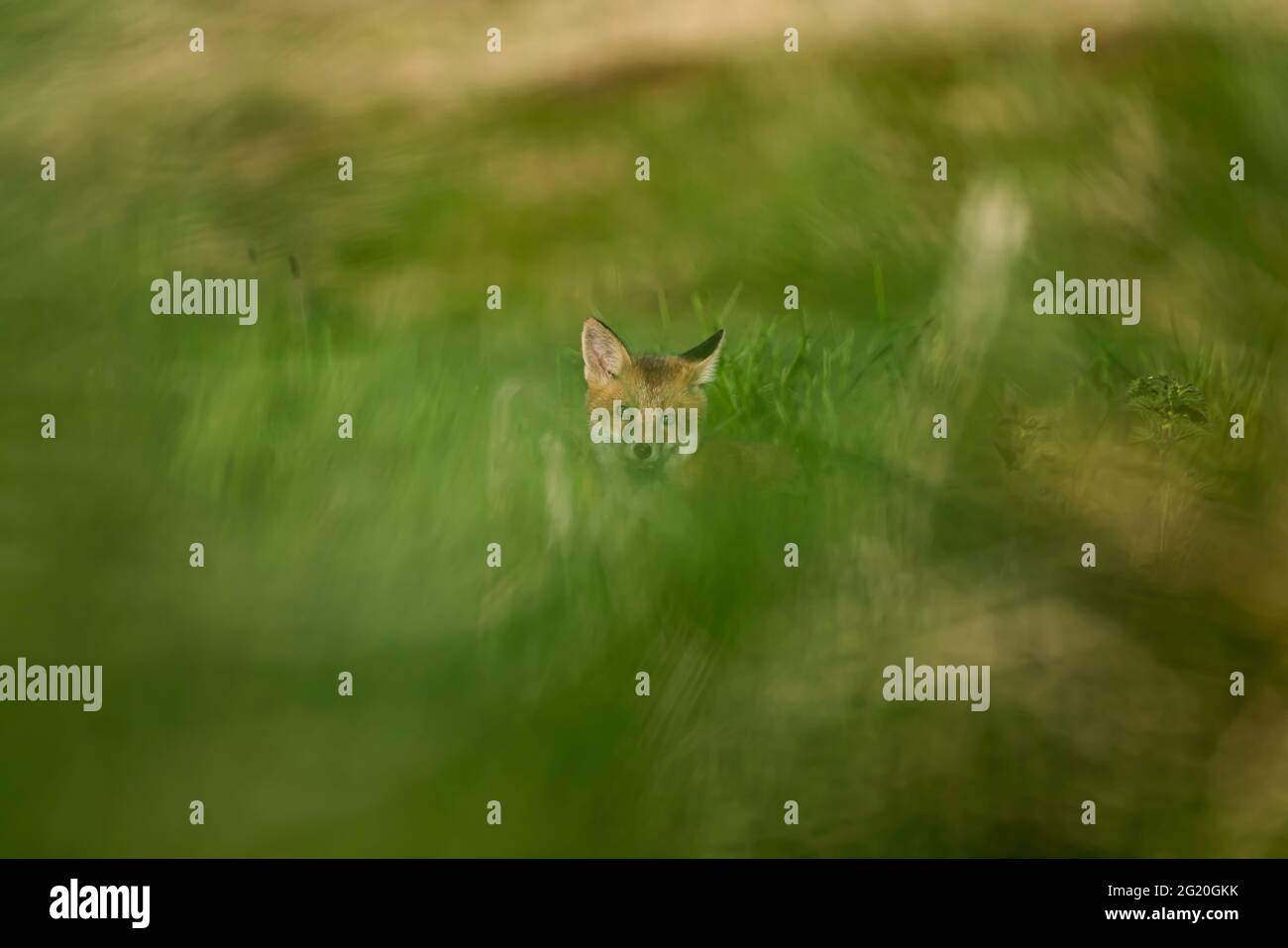 Red Fox Uk Rural High Resolution Stock Photography and Images - Alamy