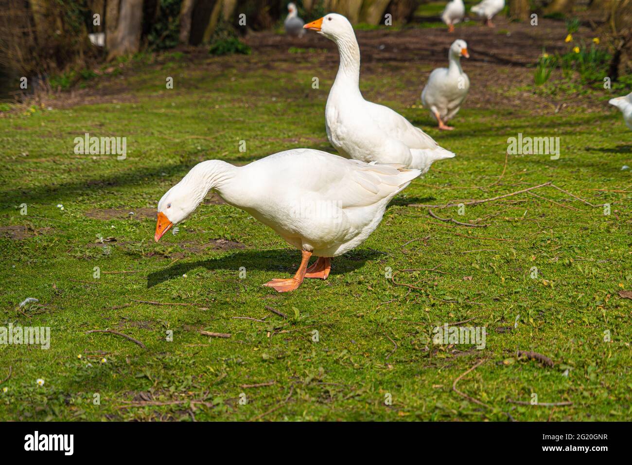 Close up low level view of Embden Emden Geese. Single portrait shot of ...