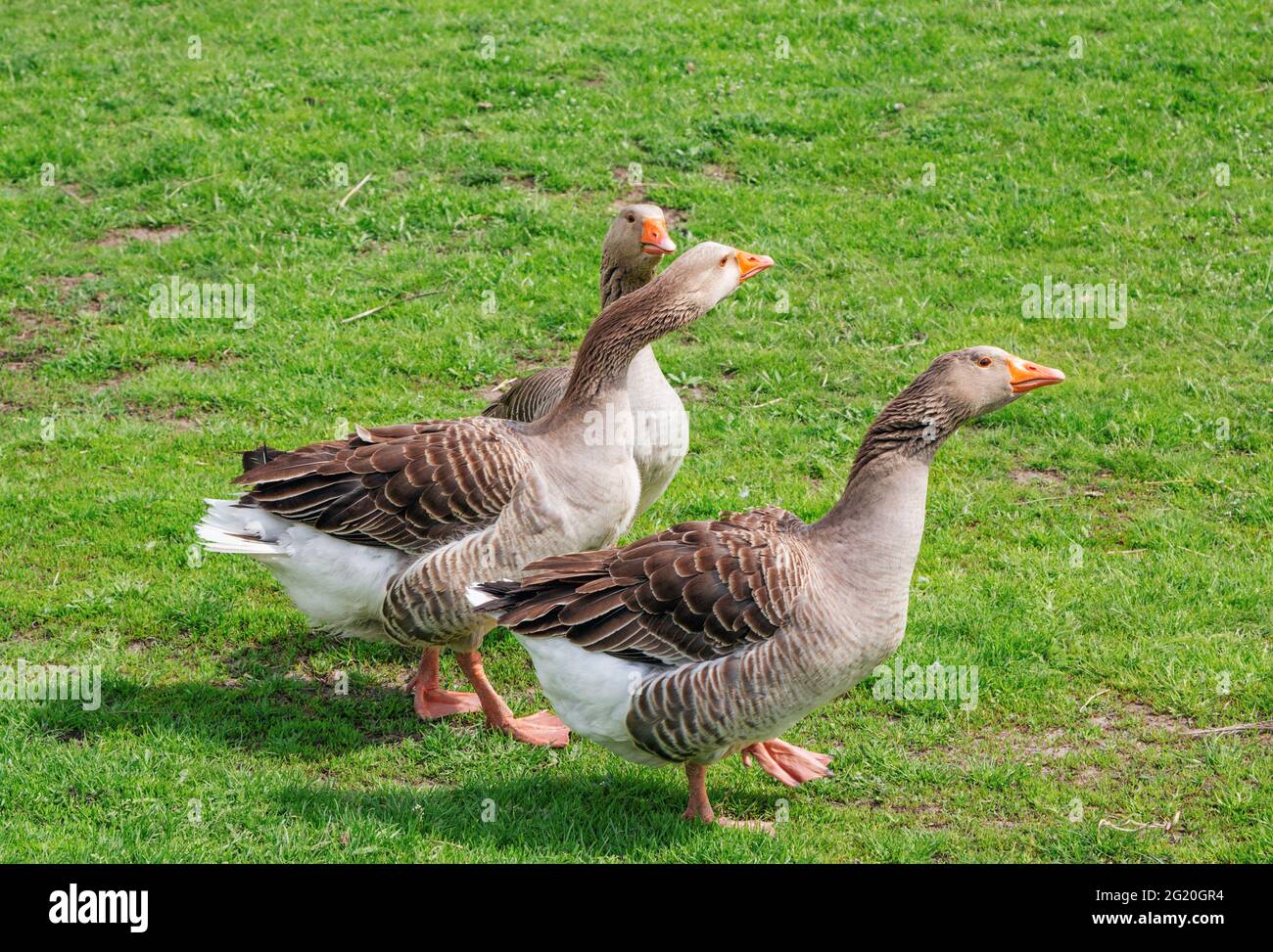 Geese breed hi-res stock photography and images - Alamy