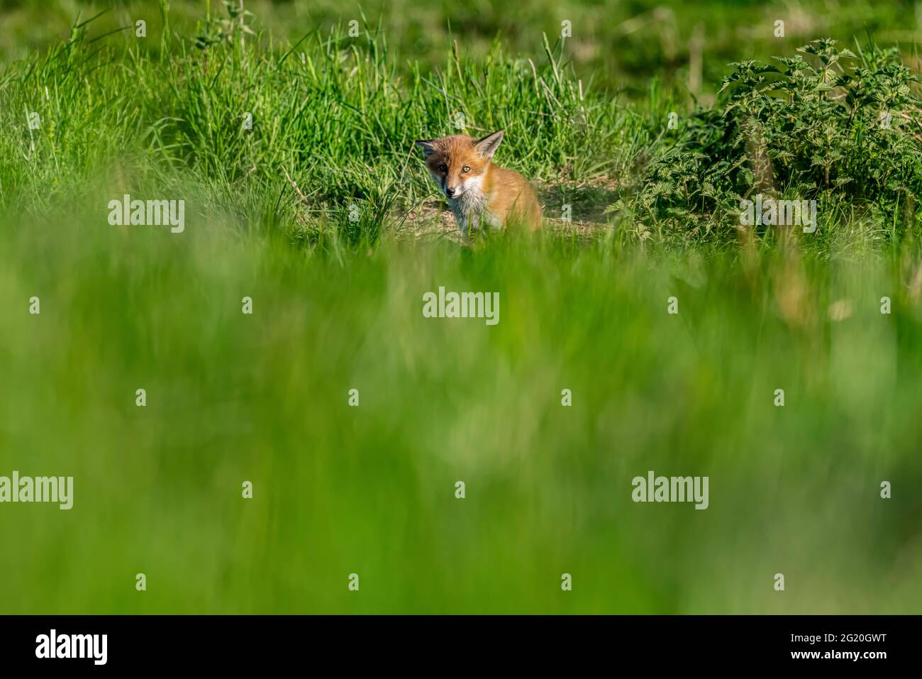 Red Fox Rural High Resolution Stock Photography and Images - Alamy