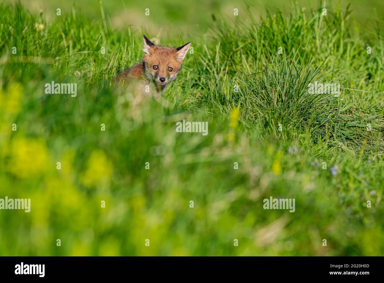 Red Fox Rural High Resolution Stock Photography and Images - Alamy