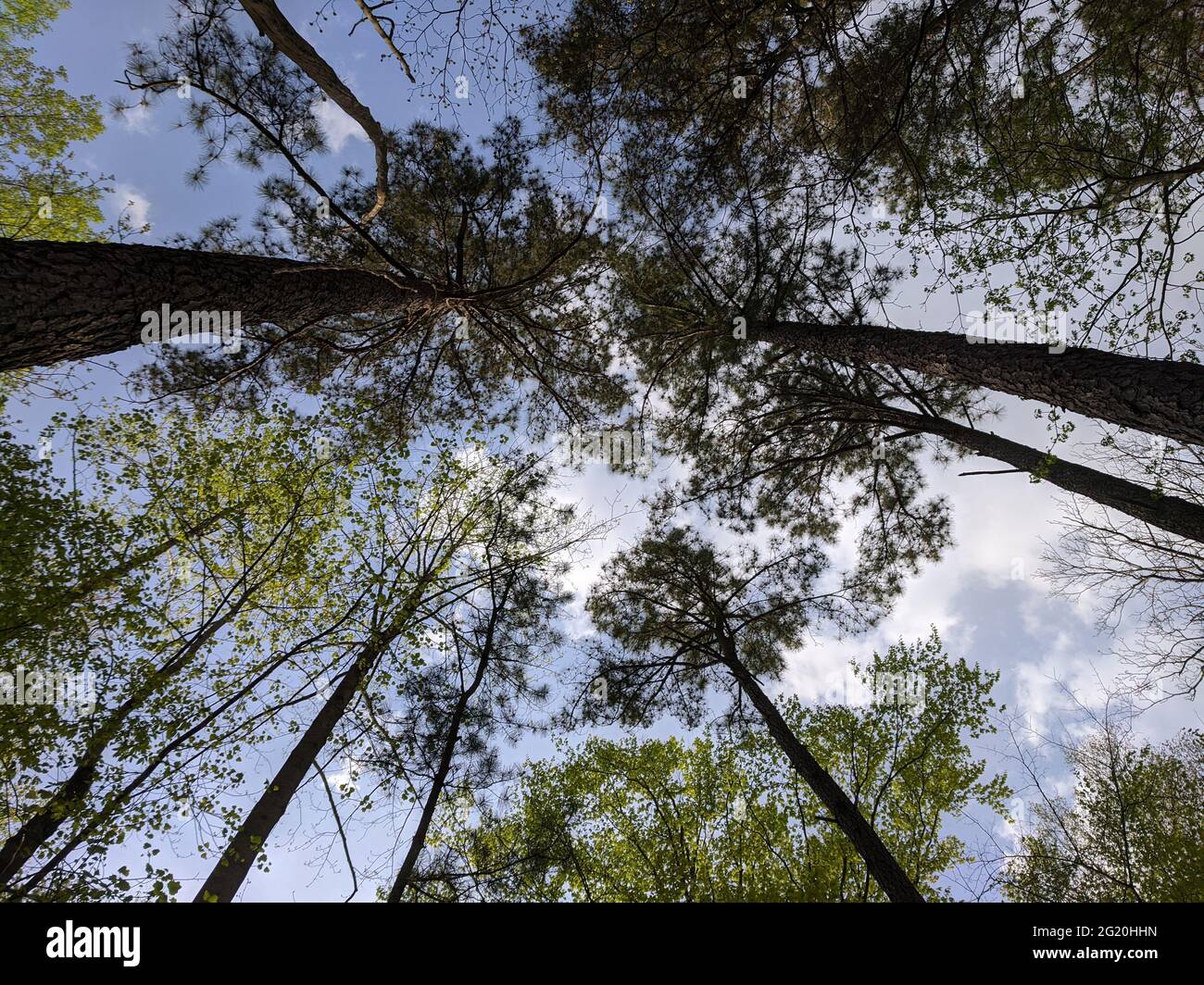 Treetop canopy hi-res stock photography and images - Alamy