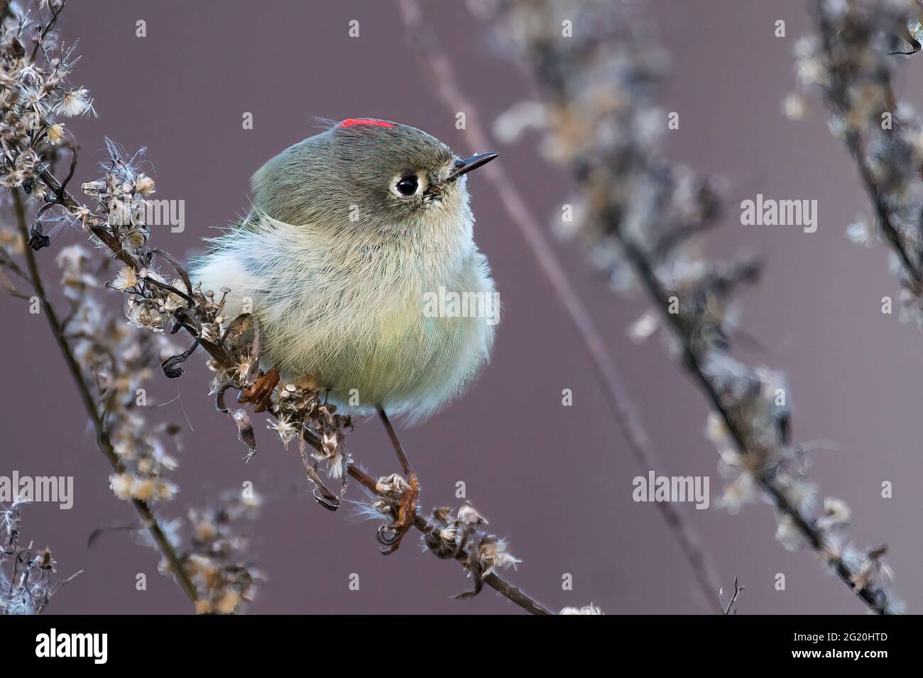 Ruby-crowned kinglet during spring migration Stock Photo - Alamy