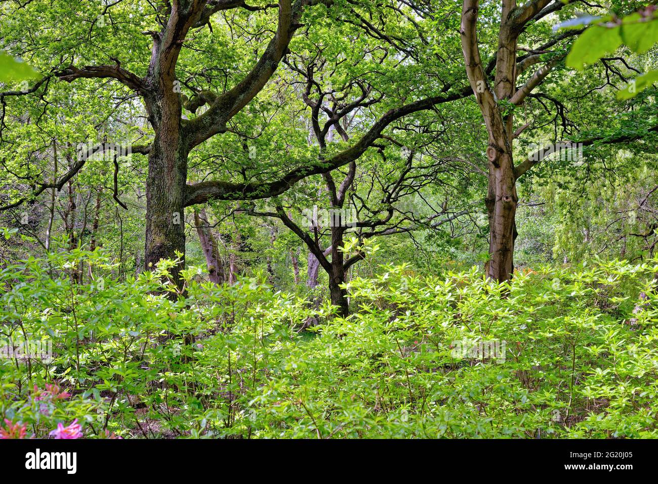 Dense spring foliage in woodland in the Isabella Plantation, Richmond ...